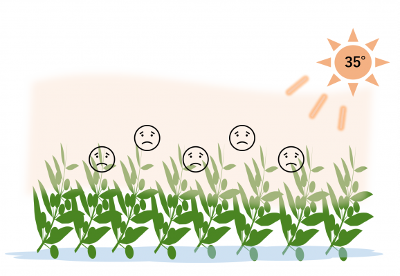 イネの高温障害～持続可能な稲作を目指して～ | IIJ Engineers Blog